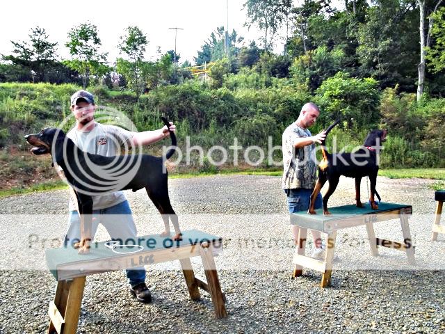 UKC Forums - bench show dog pictures